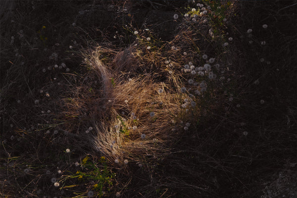 Brushwork | Max Wanger Print Shop